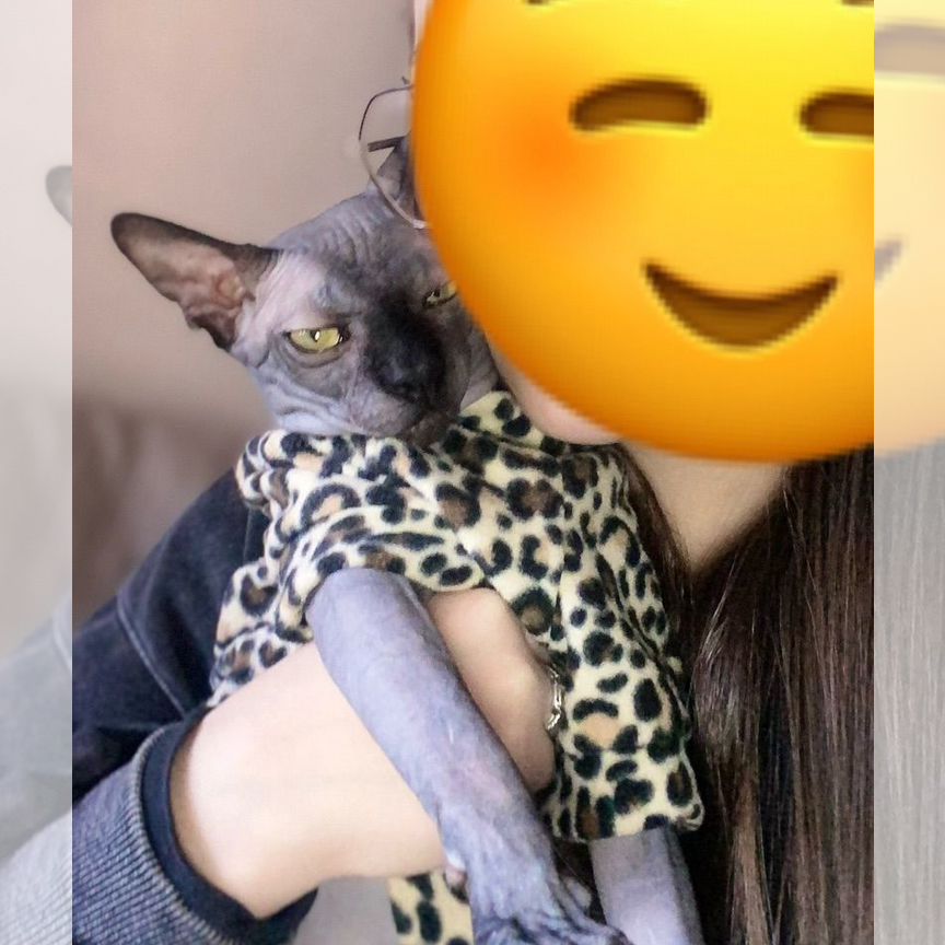 Продам донского сфинса