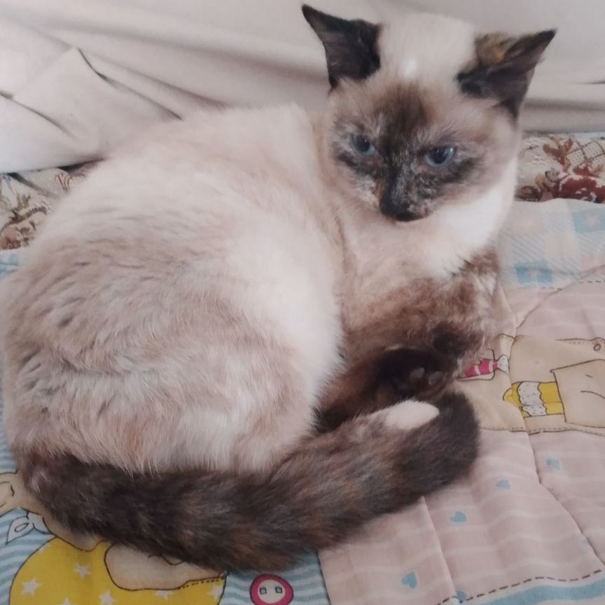 Сиамская кошка, взрослая