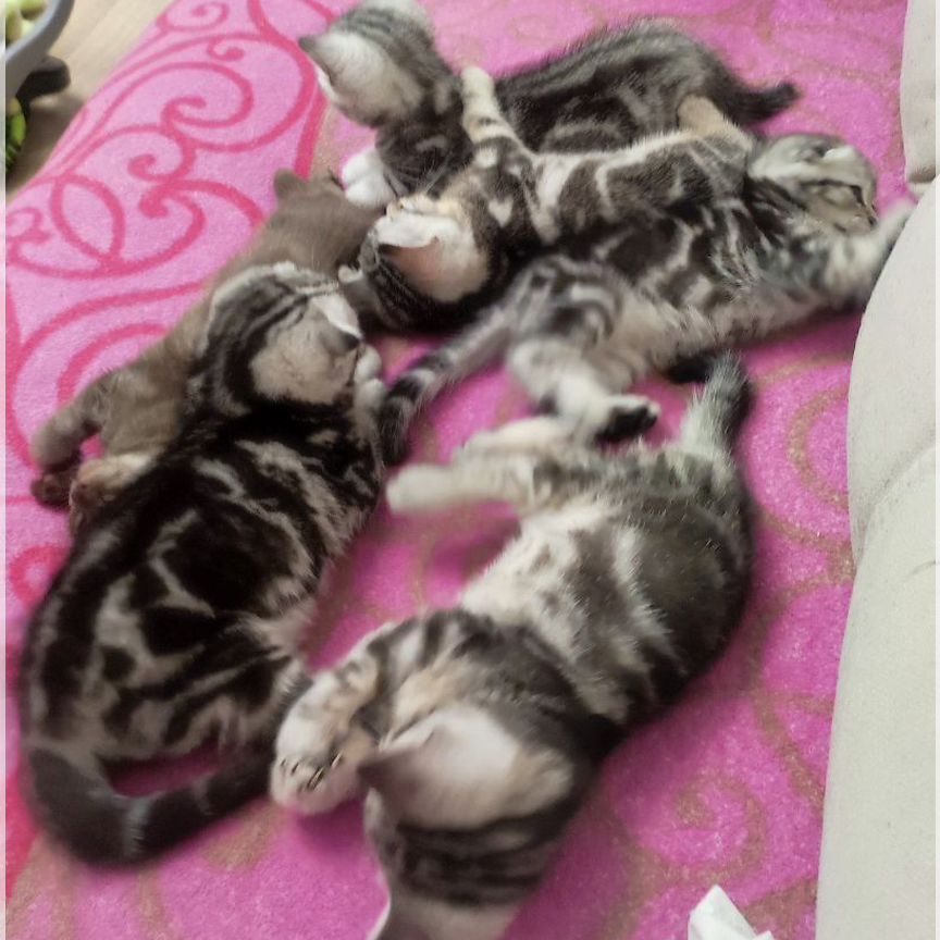 Шотландские вислоухие котята