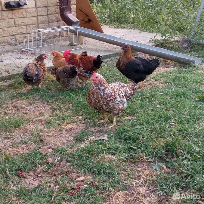 Куры декоративные