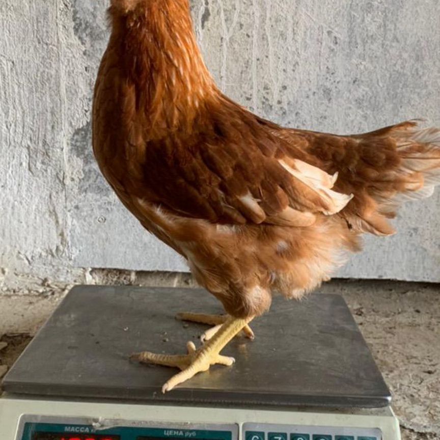 Куры молодки несушки