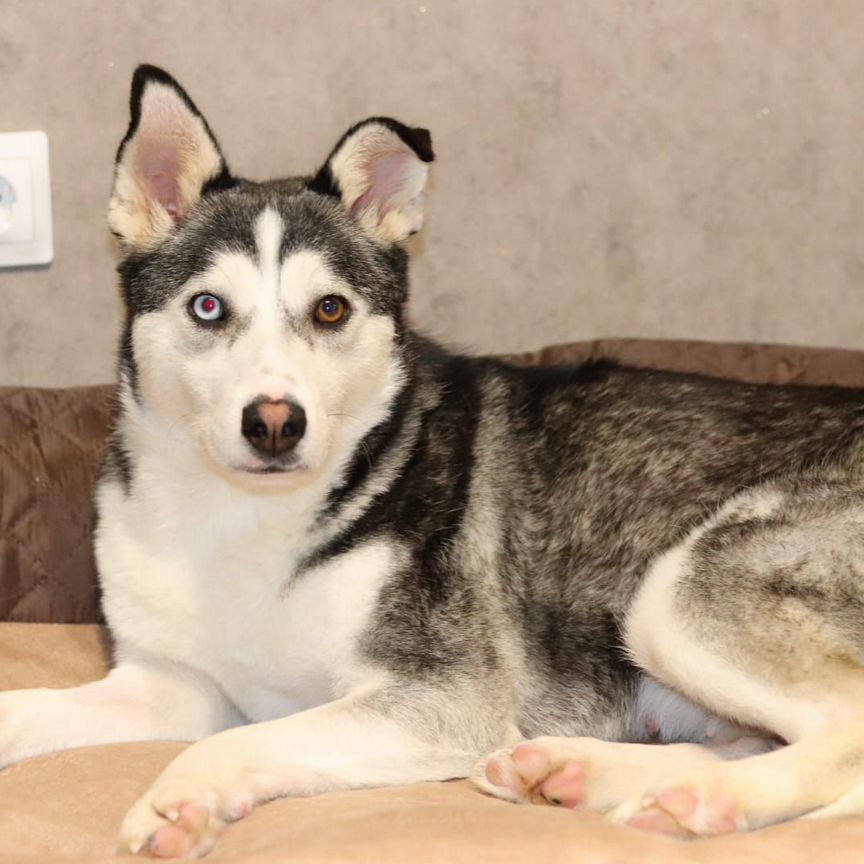 Хаски в добрые руки