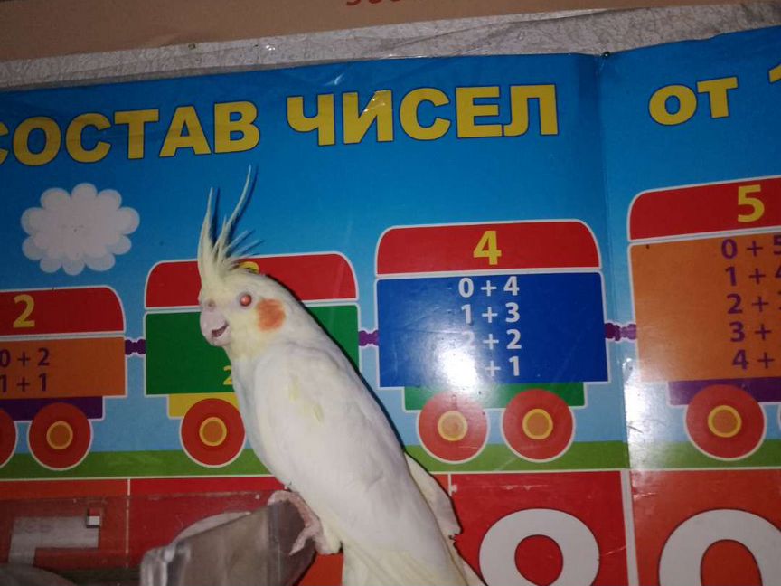 Попугай Корел