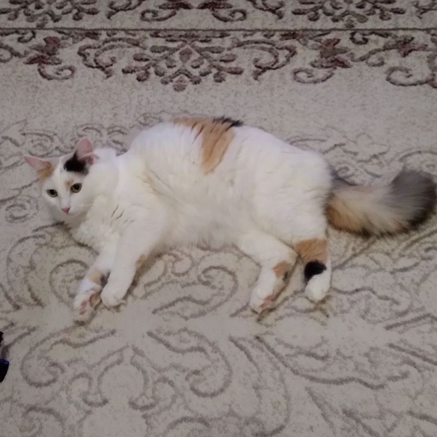 Кошечка Ася