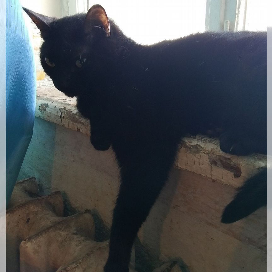 Абиссинский, взрослый кот