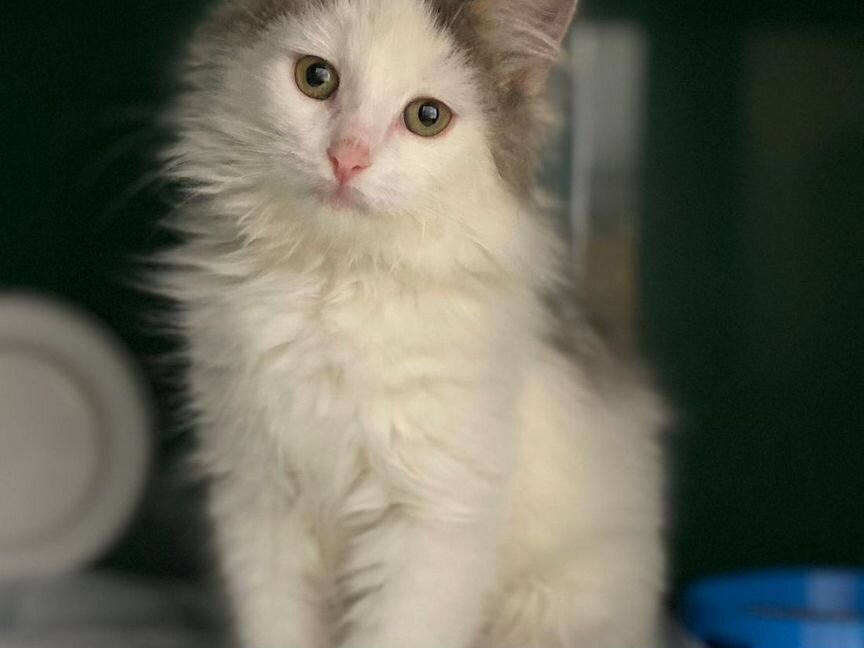 Кошка