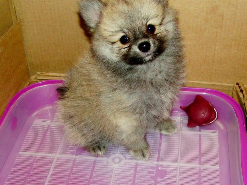 Шпиц кремовый мальчишка