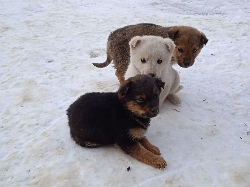 Щенки в добрые руки