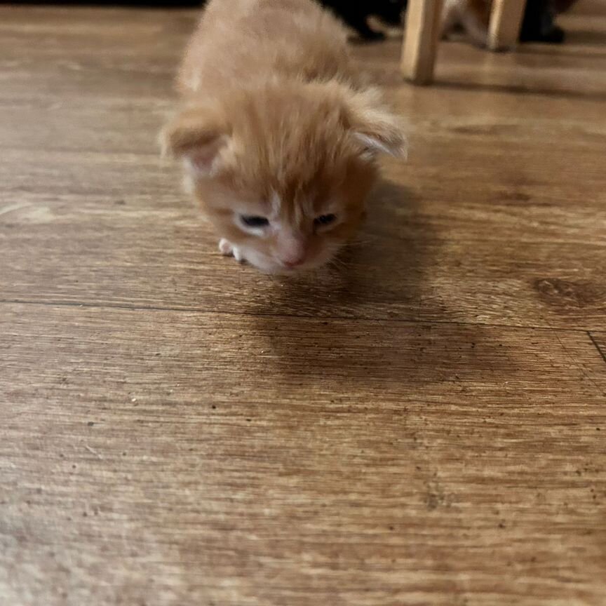 Котята мейн-кун полидакт