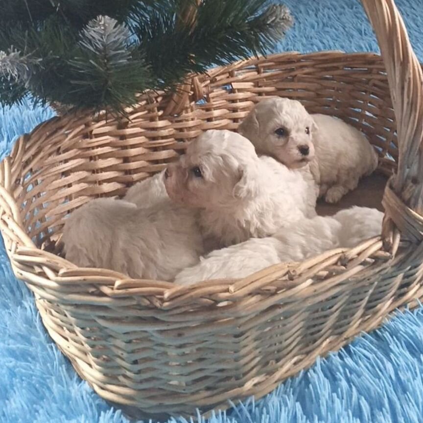 Бишон фризе, щенок