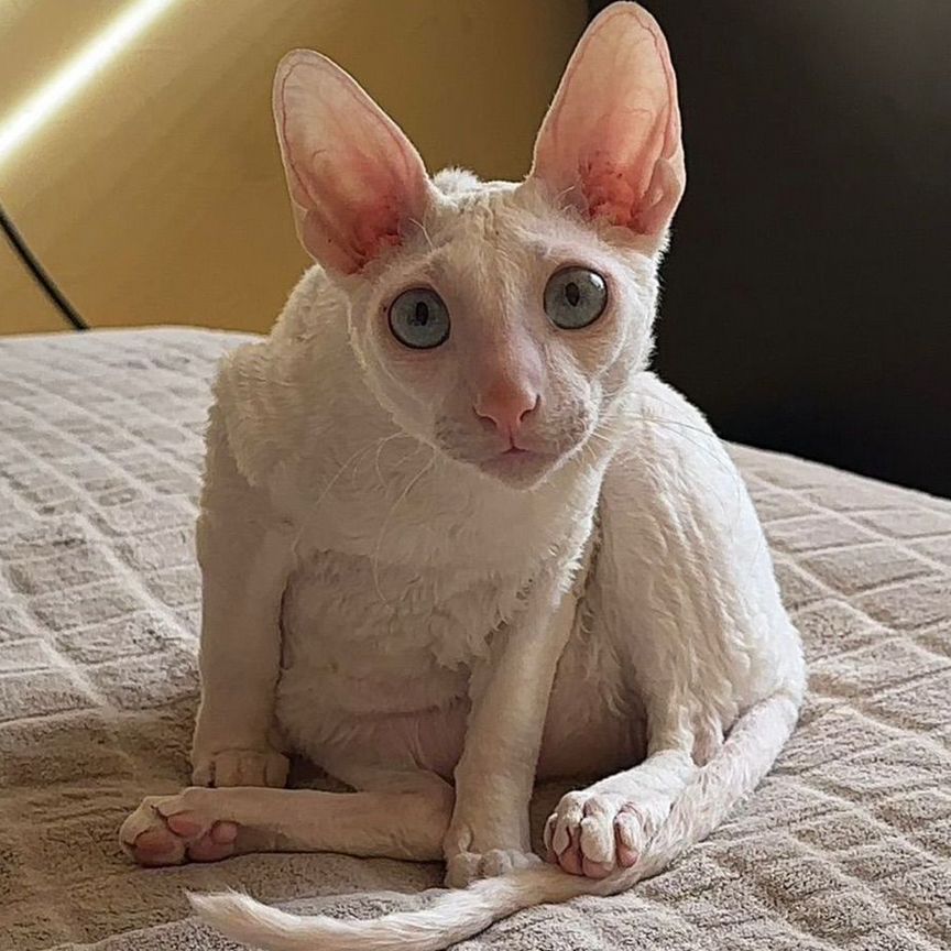 Котёнок корниш-рекс