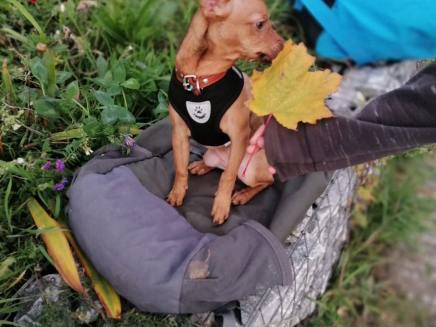 Собачка