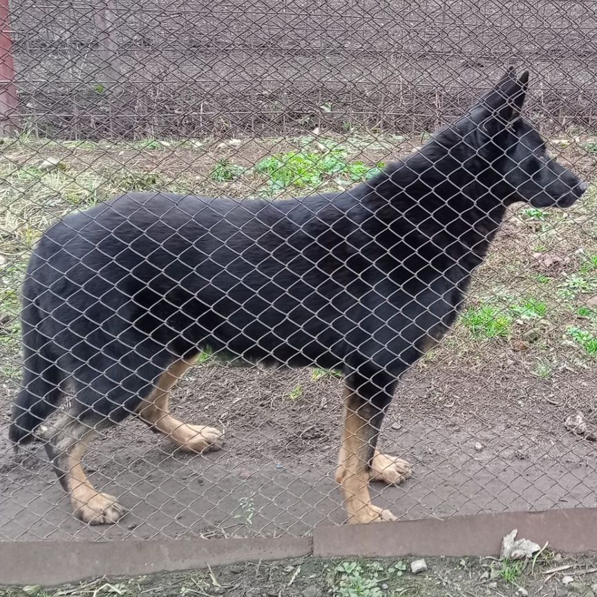 Немецкая овчарка, взрослый пёс