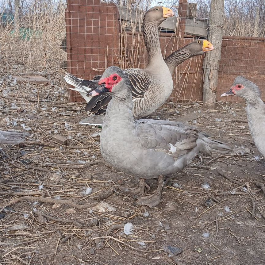 Тульские гуси мускусные утки