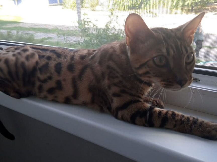 Бенгальская кошка