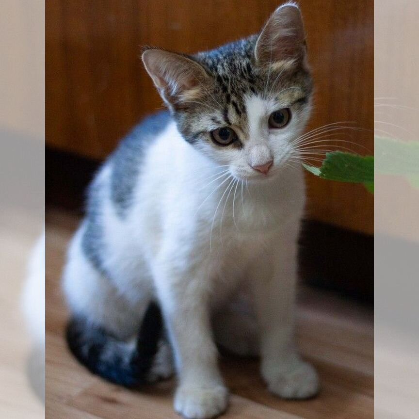 Милая кошечка(5 мес.) в добрые руки