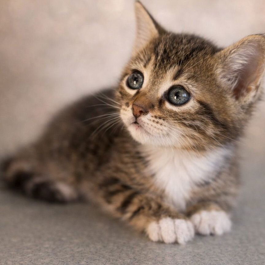 Котёнок в добрые руки