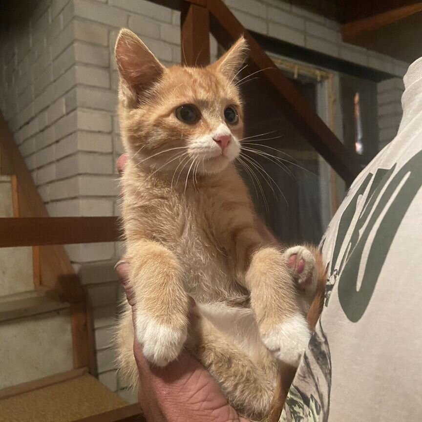Котенок мальчик в добрые руки