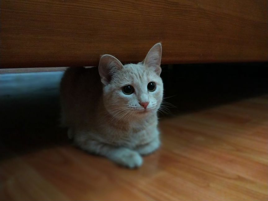 Котенок рыжий (Масяня)