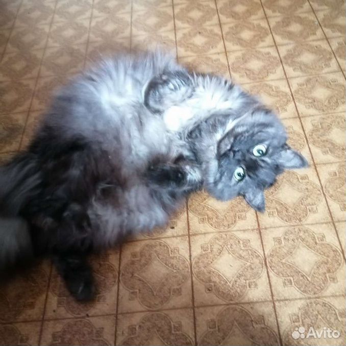 Сибирская кошка Маруся в добрые руки