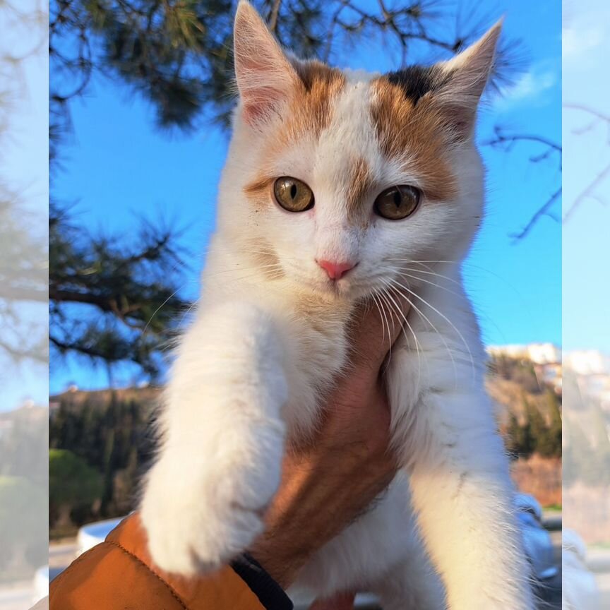 Котята