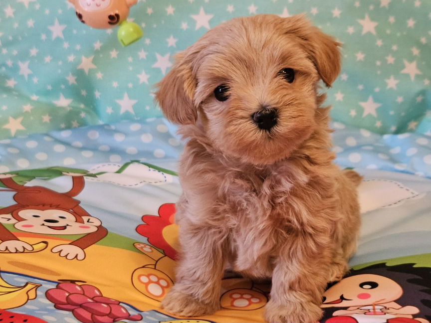 Мальтипу.Мега красивая девочка кофе.f1