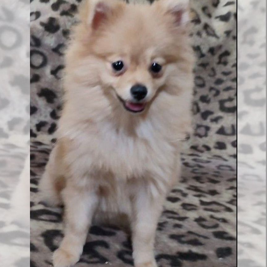Померанский шпиц лисенок