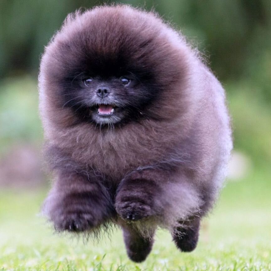 Померанский шпиц