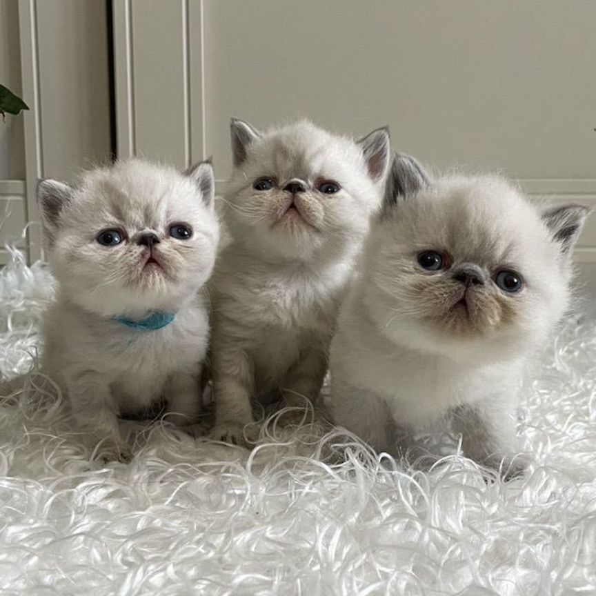 Экзотический короткошёрстный котёнок