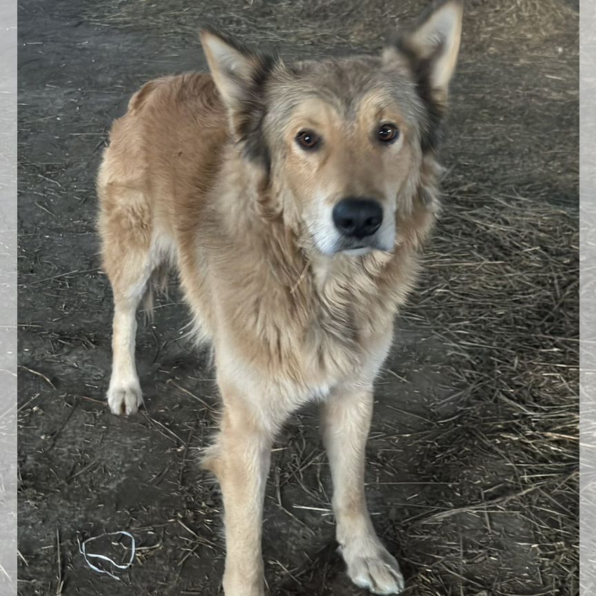 Собака кобель мальчик рыжий в добрые руки