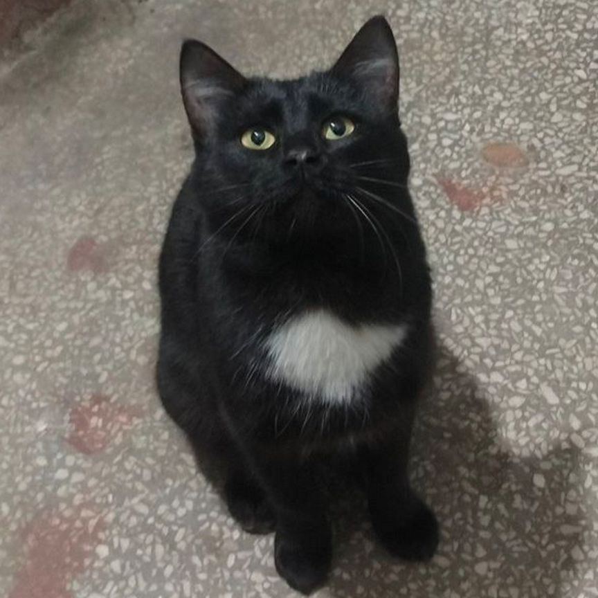 Взрослый кот в добрые руки