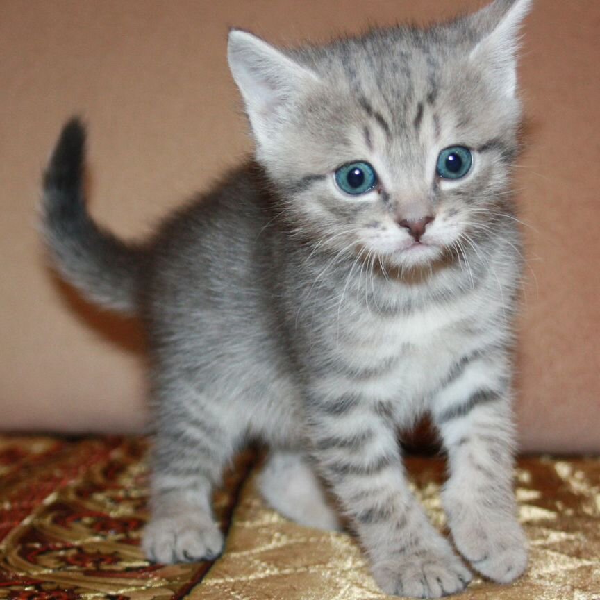 Британский короткошёрстный котёнок