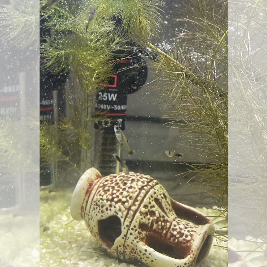 Мальки гуппи