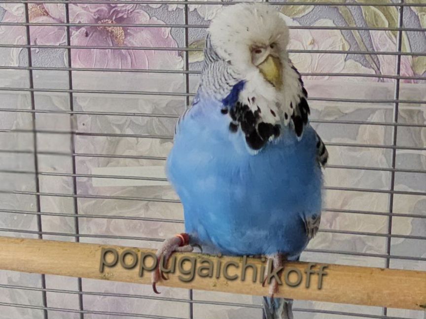 Ввп чехи и полуЧехи волнистые попугаи