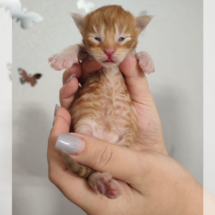 Мейн-кун котёнок