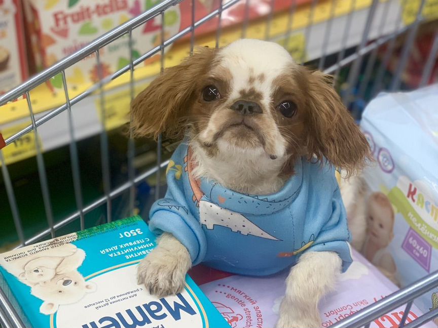 Той спаниель Кирюша ждет своего хозяина