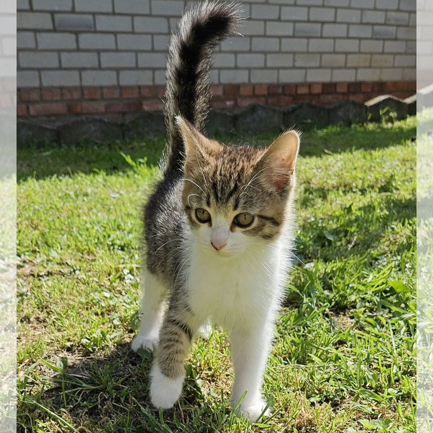 Котёнок в добрые руки