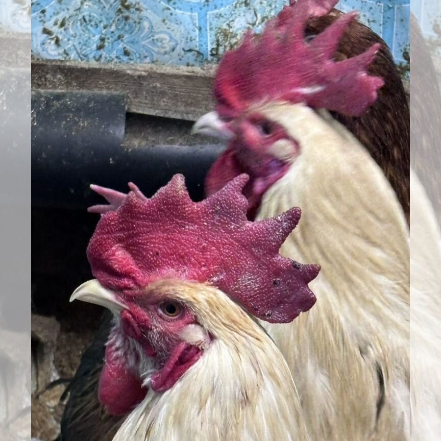 Петухи возоаст 8 месяцев