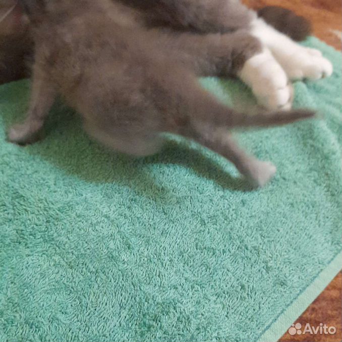 Отдам бесплатно катенка 13 дней от рождения