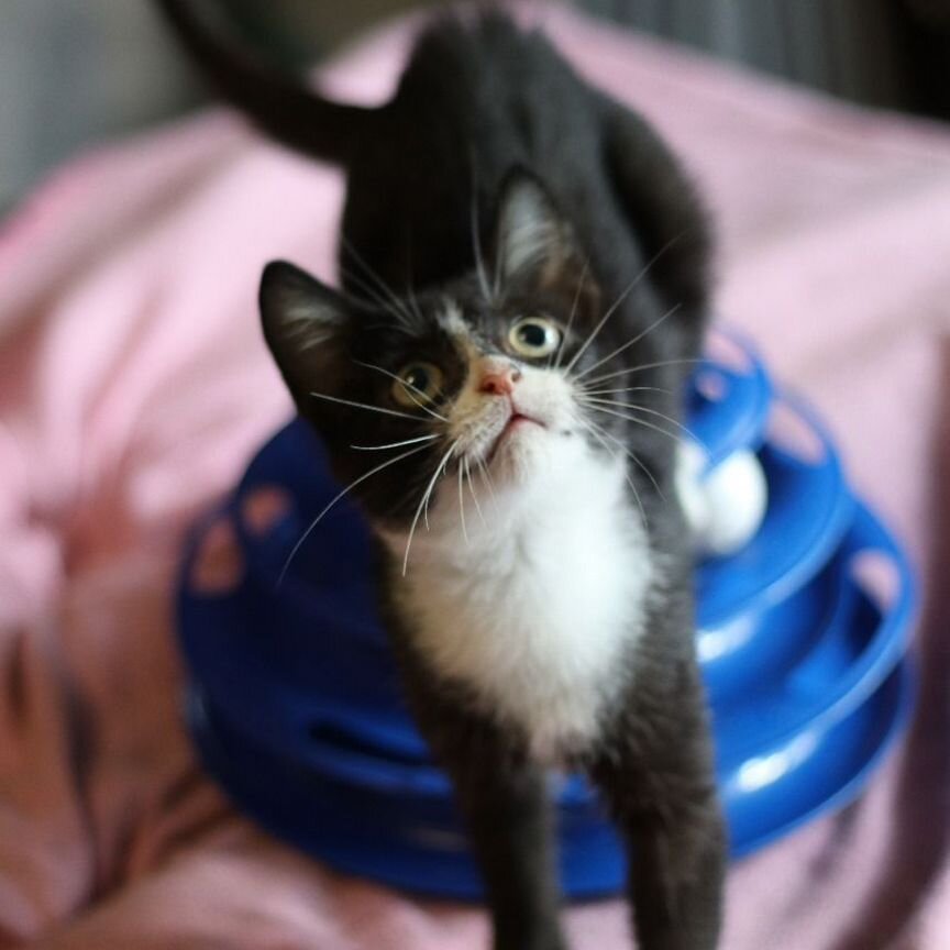 Котёнок в добрые руки бесплатно