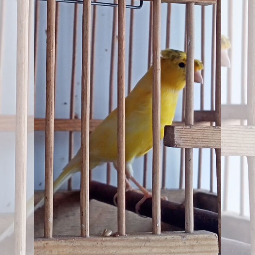 Кенара и канарейки