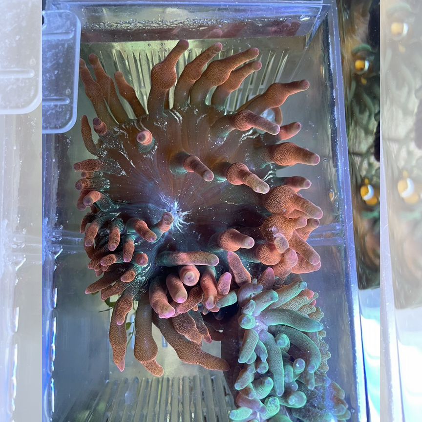 Морской аквариум