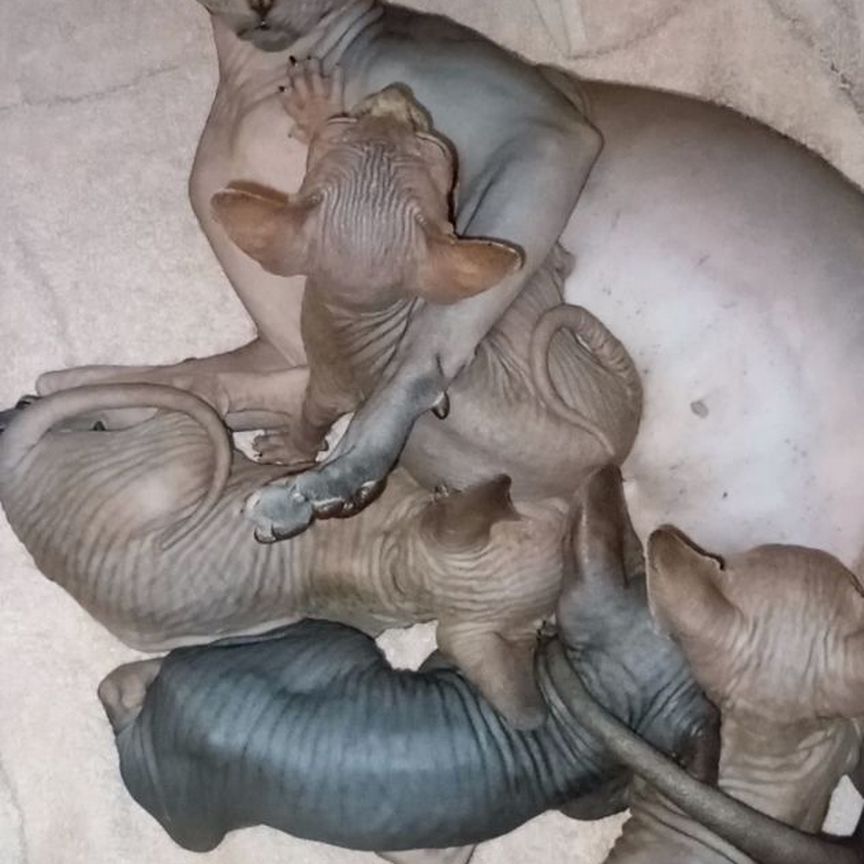 Канадский сфинкс котенок