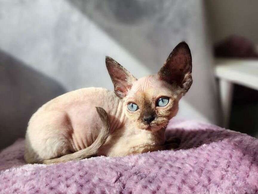 Котята из домашнего питомника