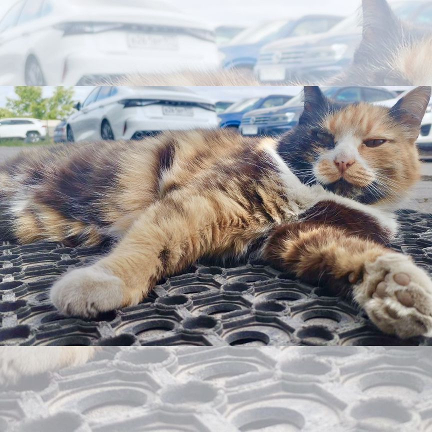 Трёхцветная кошка в добрые руки