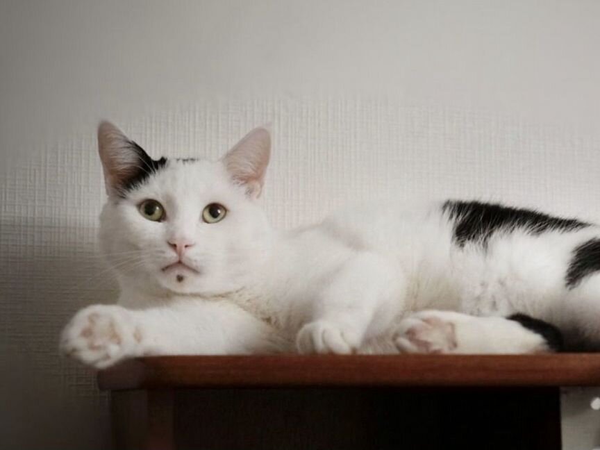 Кот которого ищут все