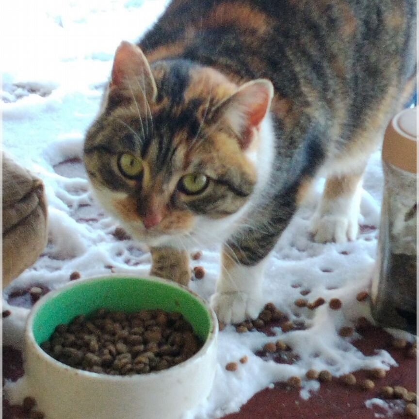 Взрослая, кошка в добрые руки