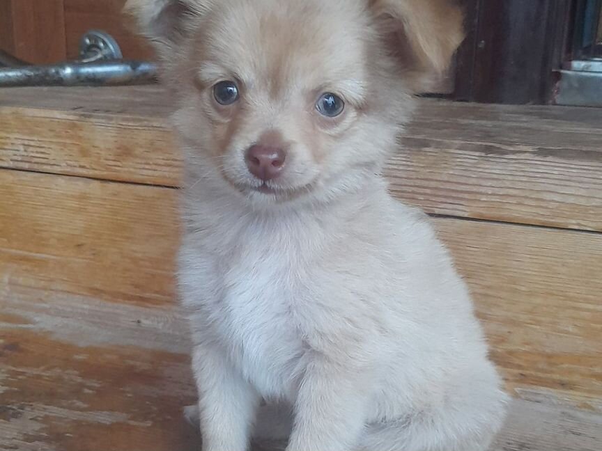 Щенки чихуахуа длинношерстные мальчишки