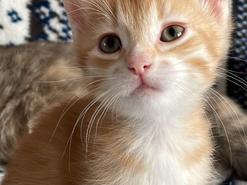 Котята, в добрые руки, любящим животных