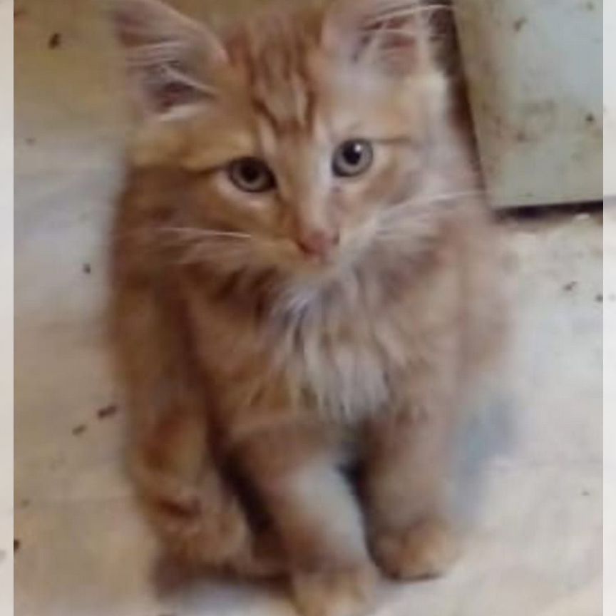 Котята в добрые руки даром